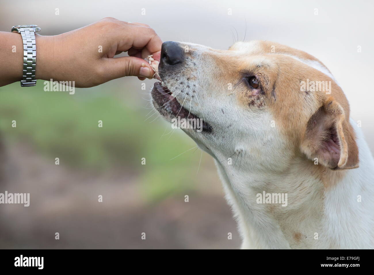 Hungry dog hi-res stock photography and images - Alamy