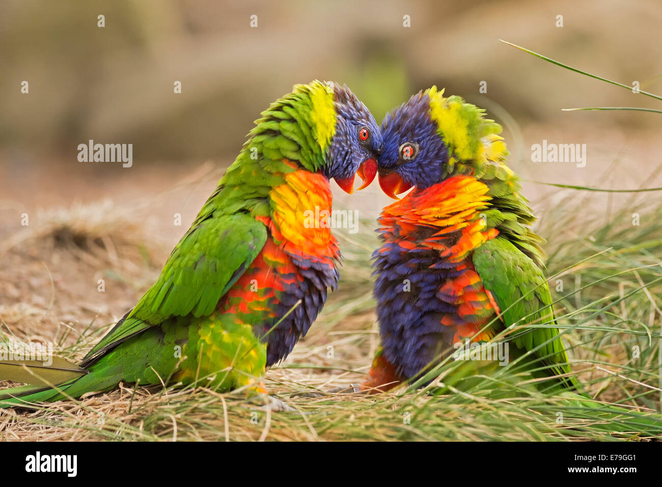 Two rainbow lorikeets (Trichoglossus haematodus Moluccanus) fighting ...