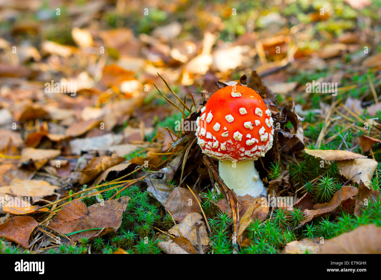 Small toadstool in natural environnement Stock Photo - Alamy