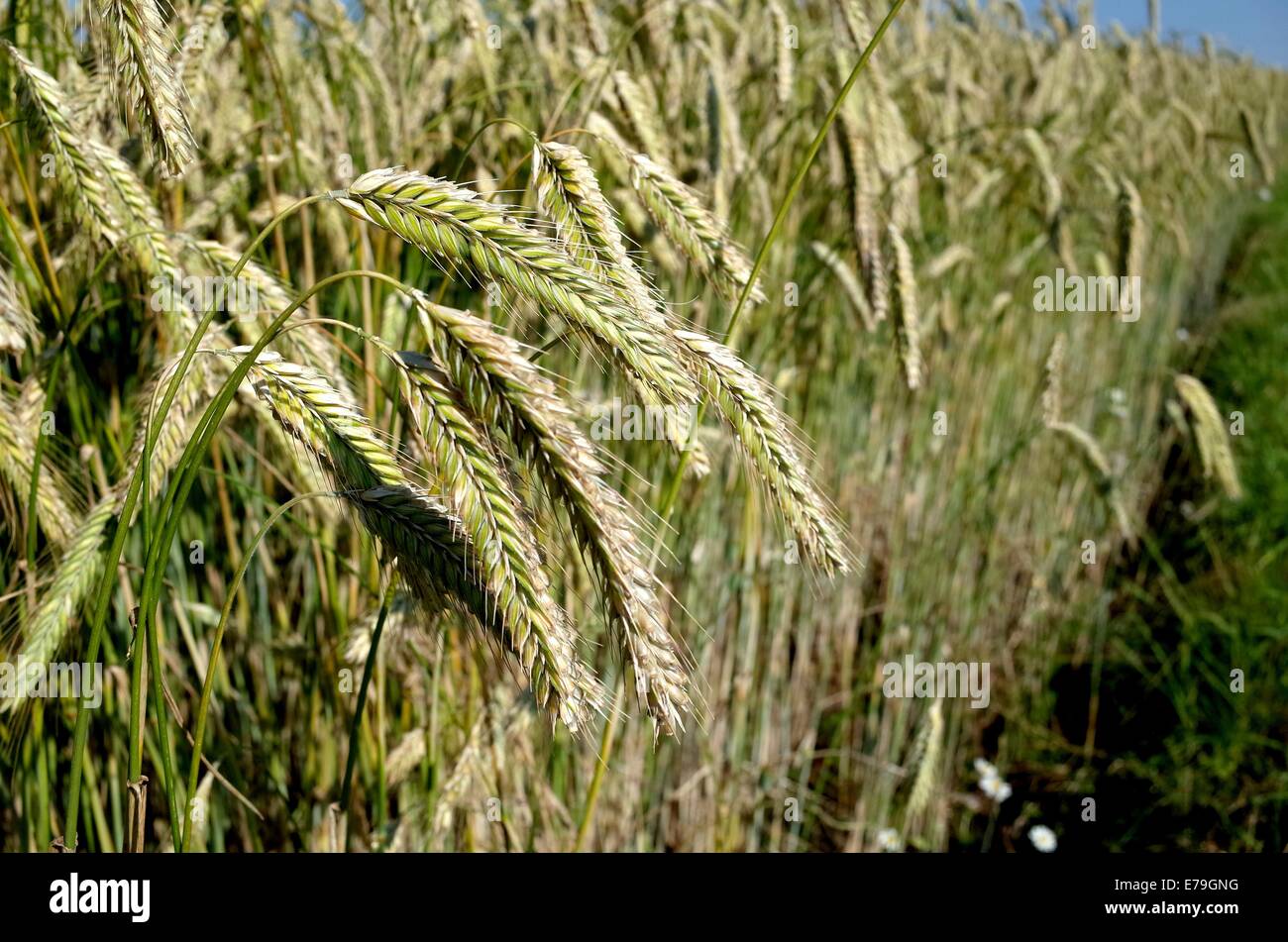 Rye corn hi-res stock photography and images - Alamy