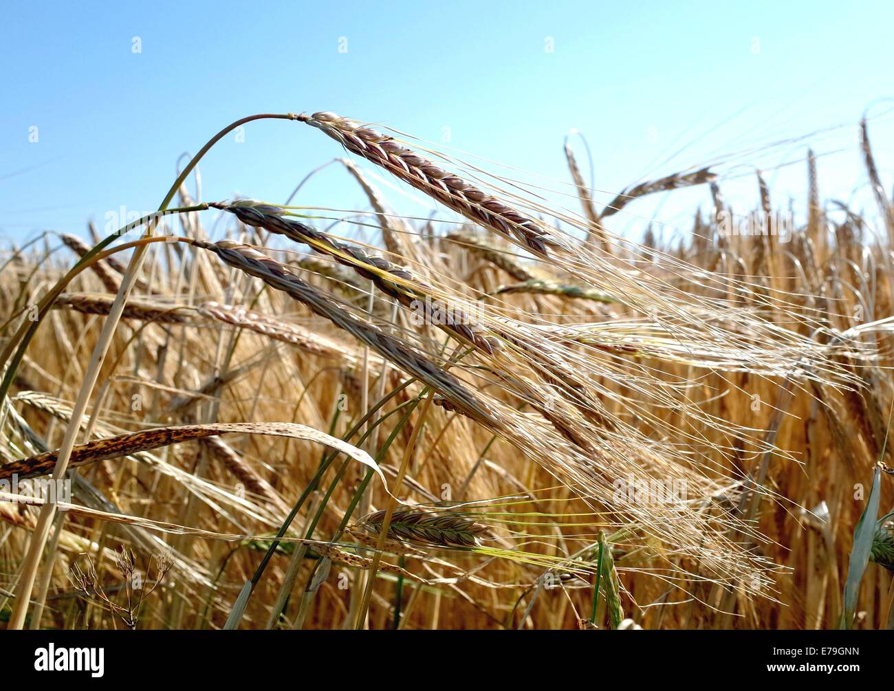 Barley rice plants in nature hi-res stock photography and images - Alamy