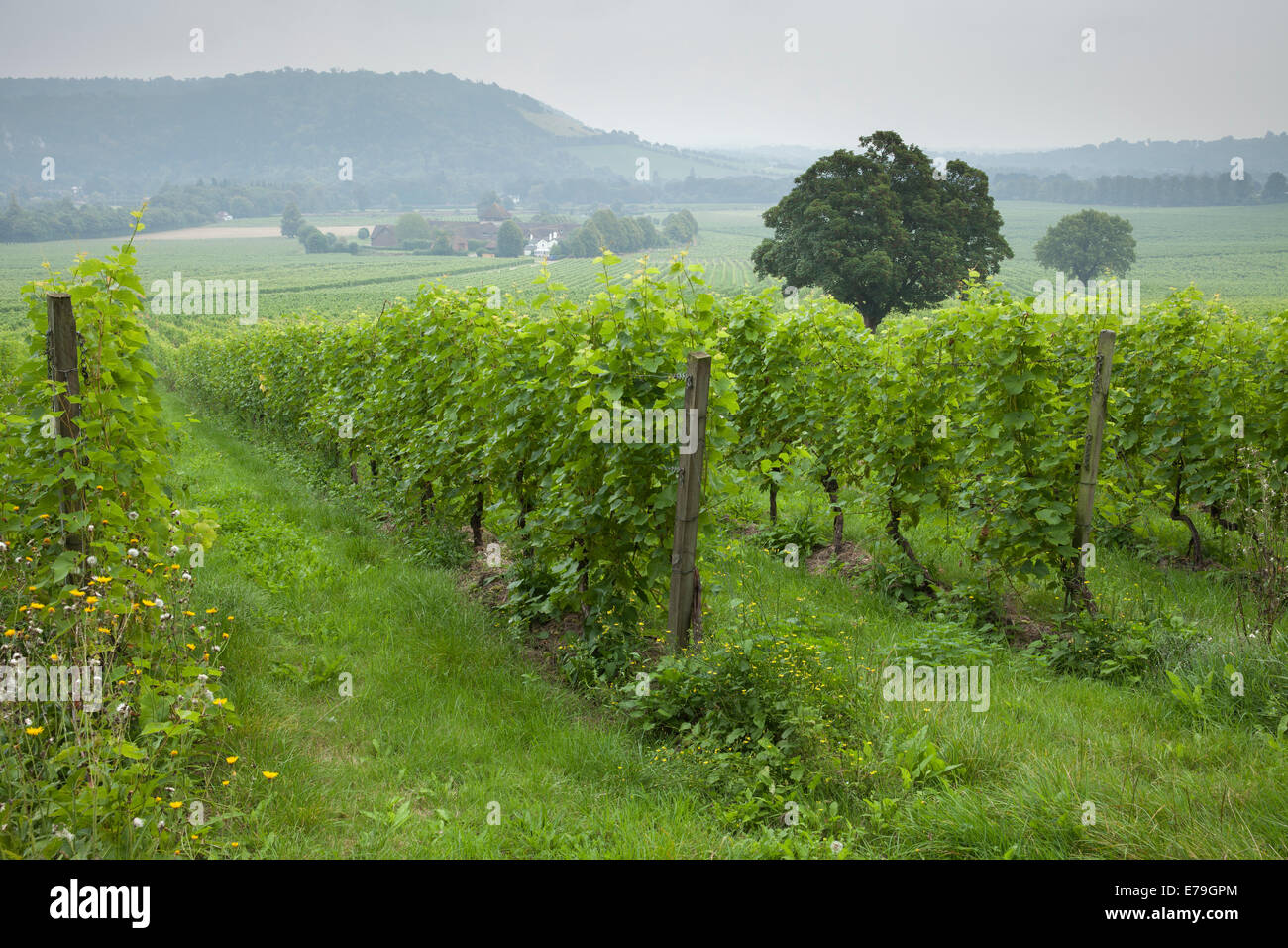 Denbies wine estate dorking hi-res stock photography and images - Alamy
