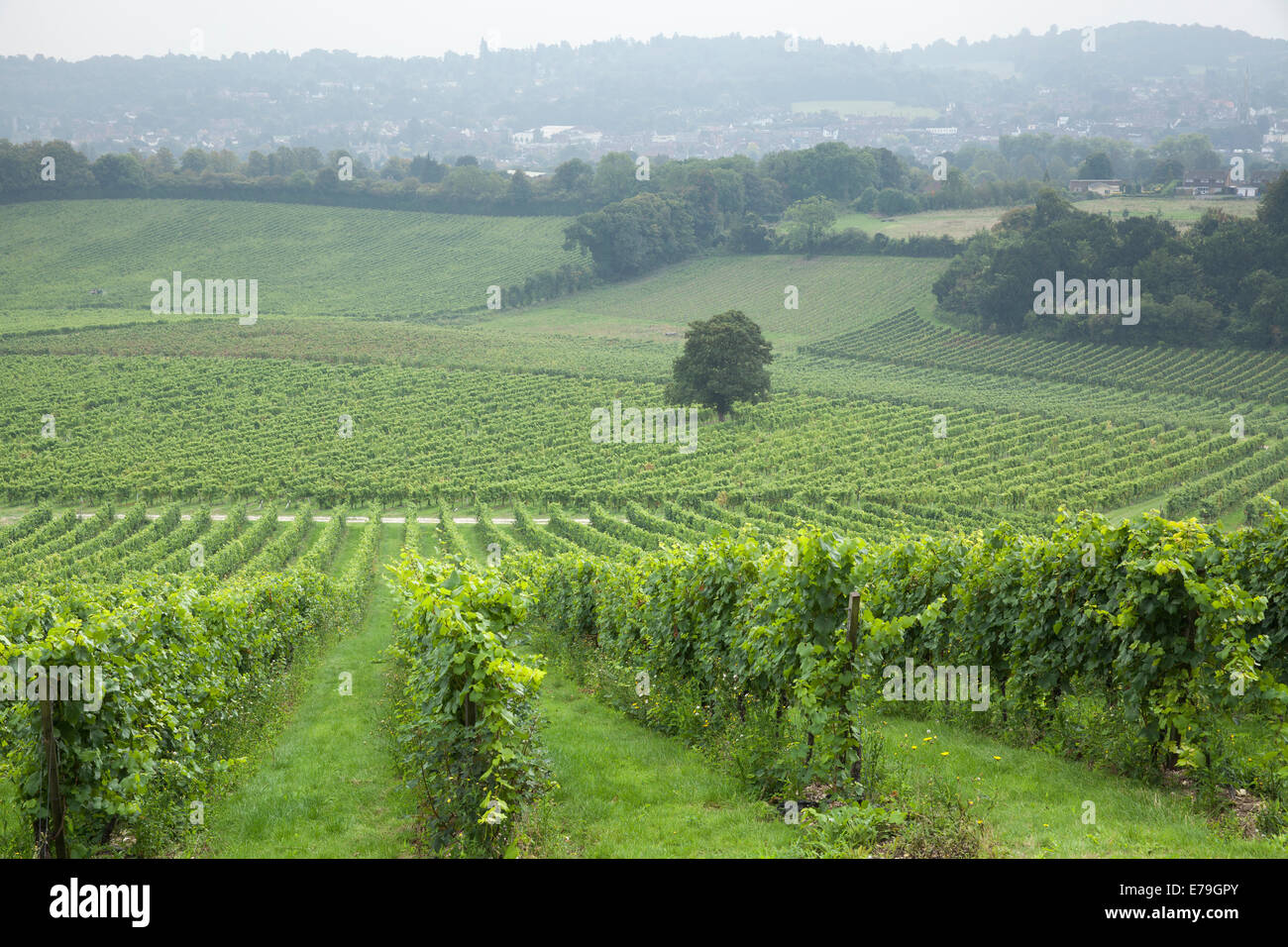 Denbies wine estate dorking hi-res stock photography and images - Alamy