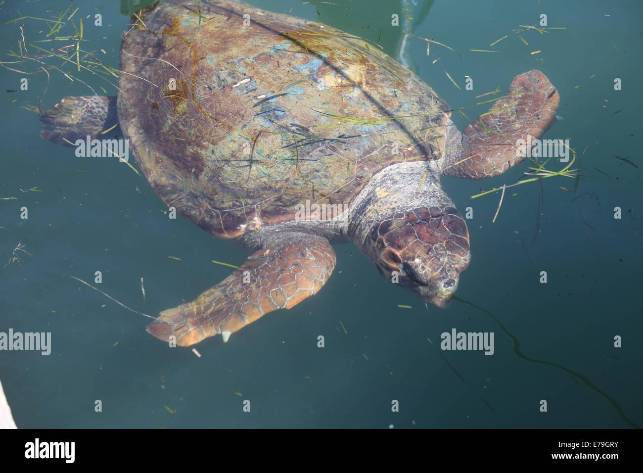 Loggerhead Turtles in Argostoli, Kephalonia, Greece Stock Photo - Alamy