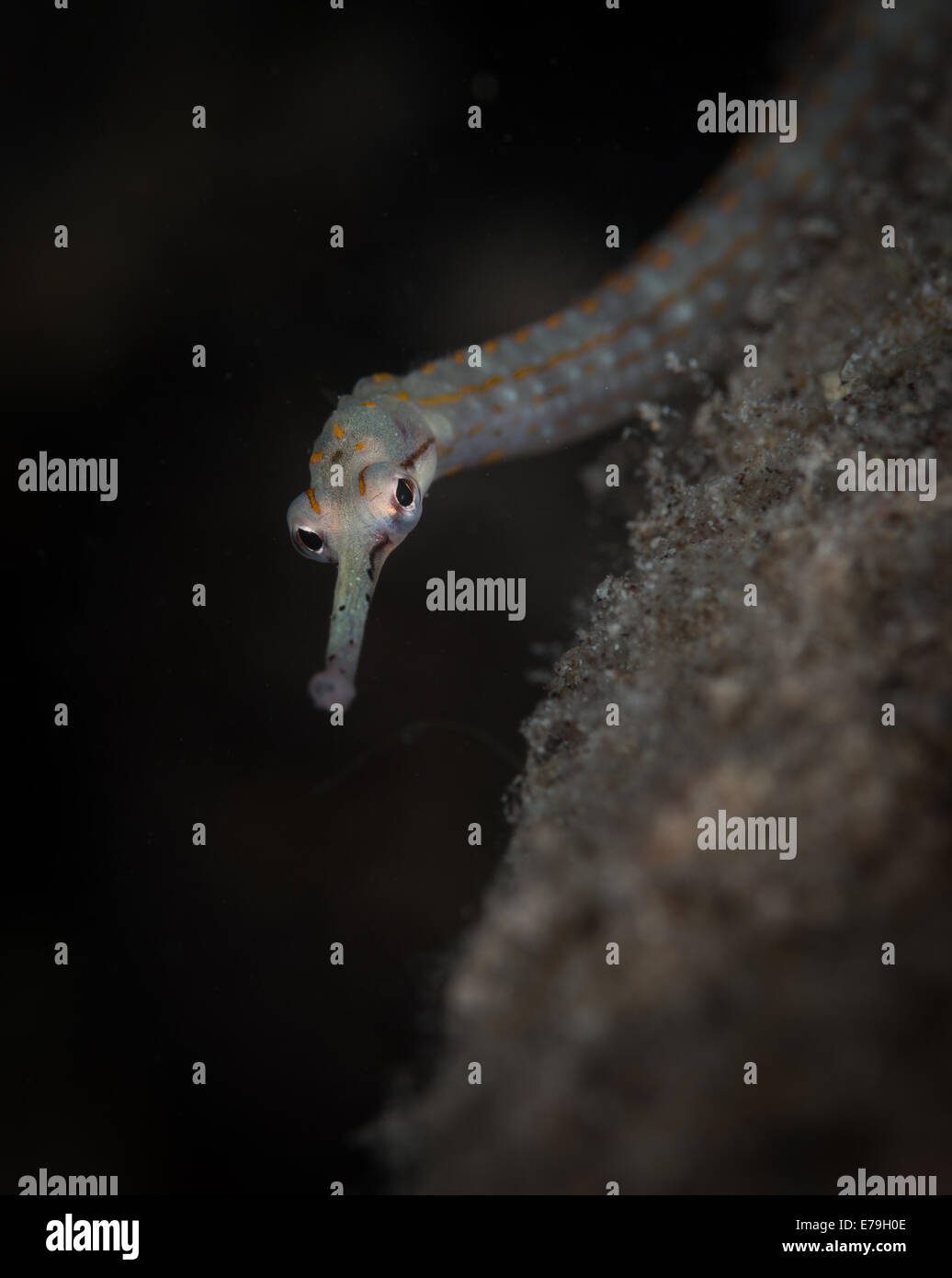 Schultz's pipefish (Corythoichthys schultz) in the Red Sea, Egypt Stock ...