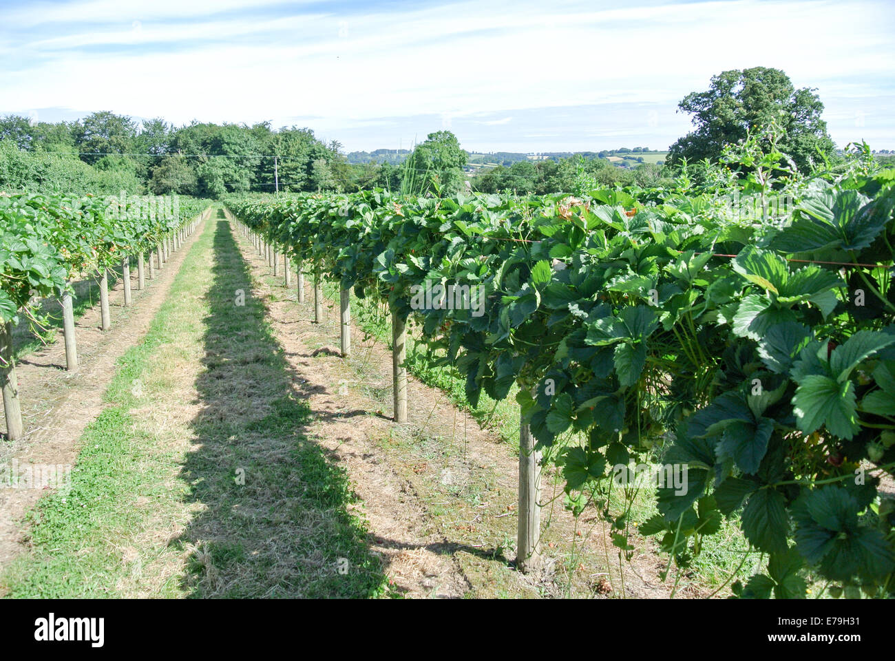 Commercial strawberry farm Stock Photo - Alamy