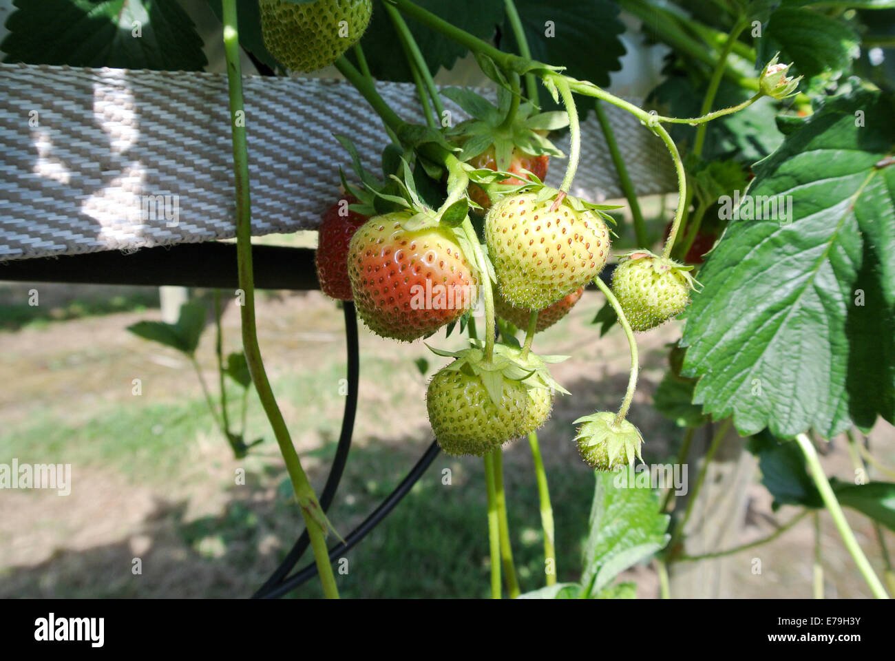 Raised strawberries ripening Stock Photo - Alamy