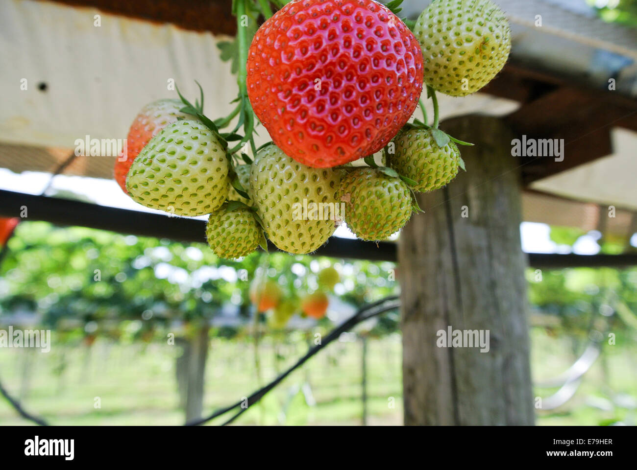 Raised strawberries ripening Stock Photo - Alamy