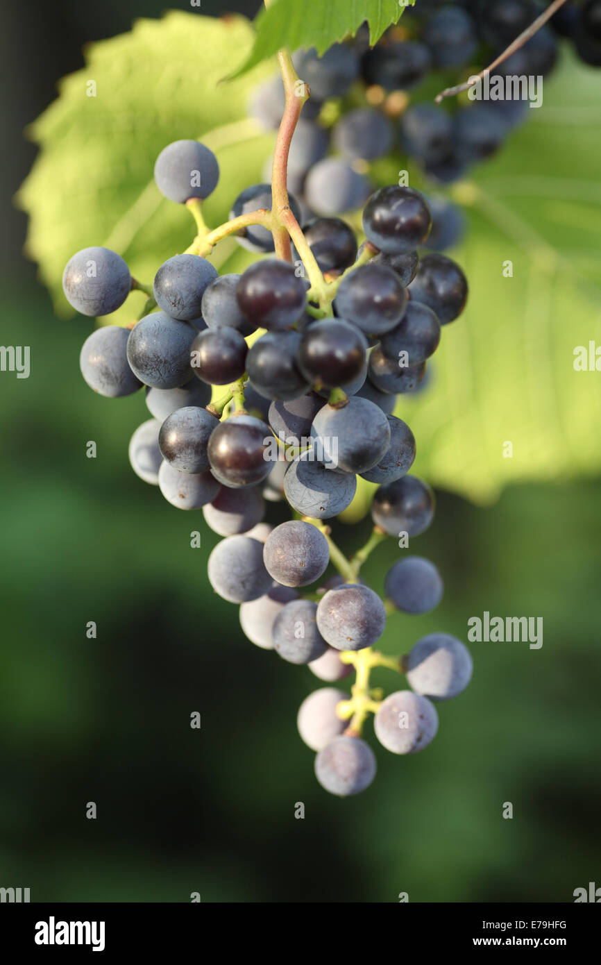 Close-up of ripe grapes Stock Photo - Alamy