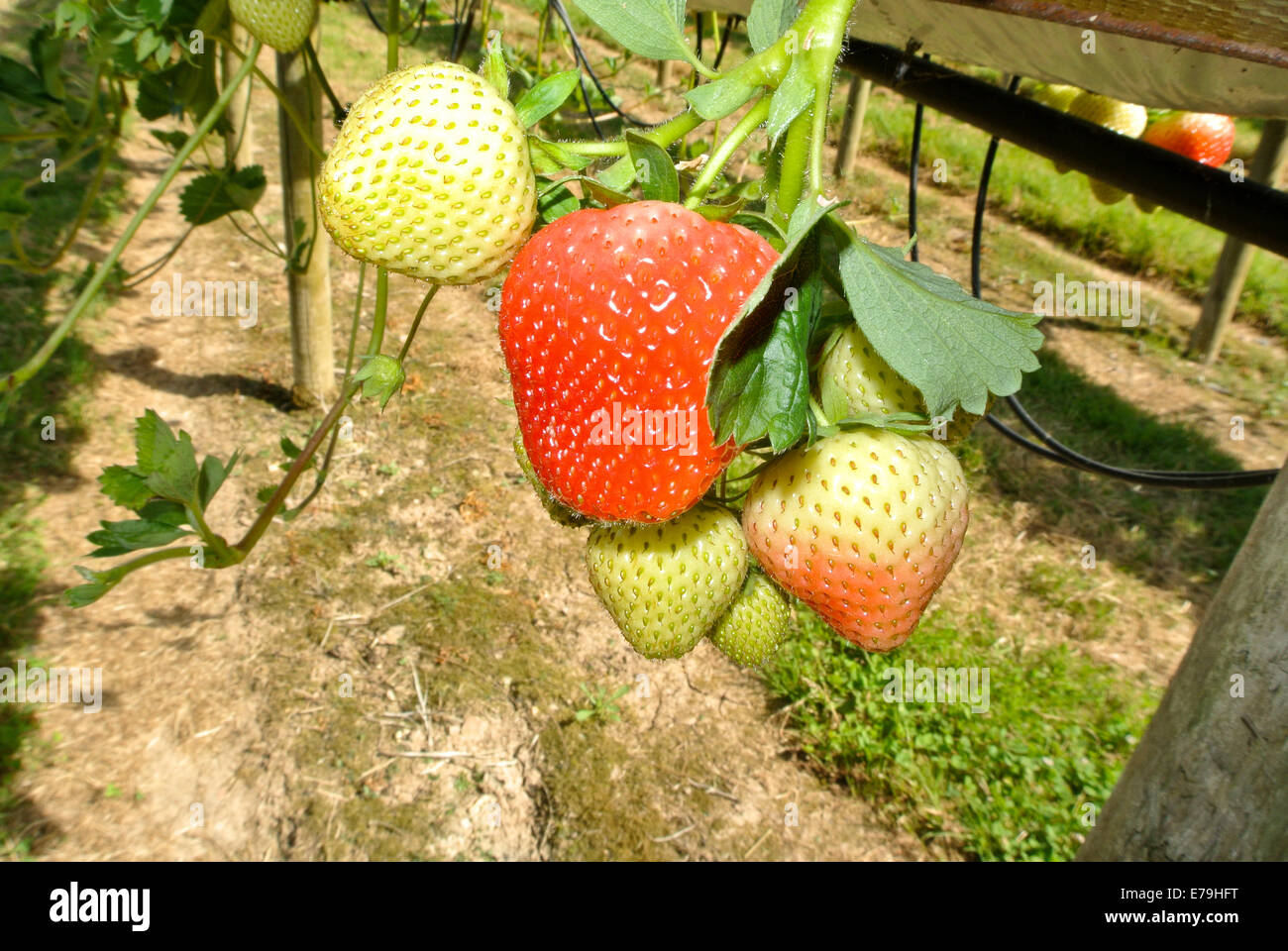 Raised strawberries ripening Stock Photo - Alamy