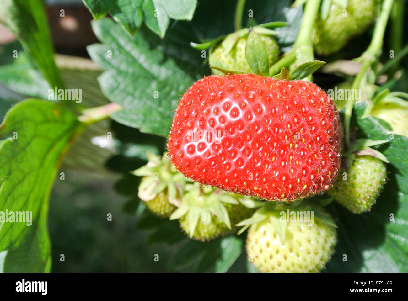 Strawberry ripening in sunshine with foliage Stock Photo - Alamy