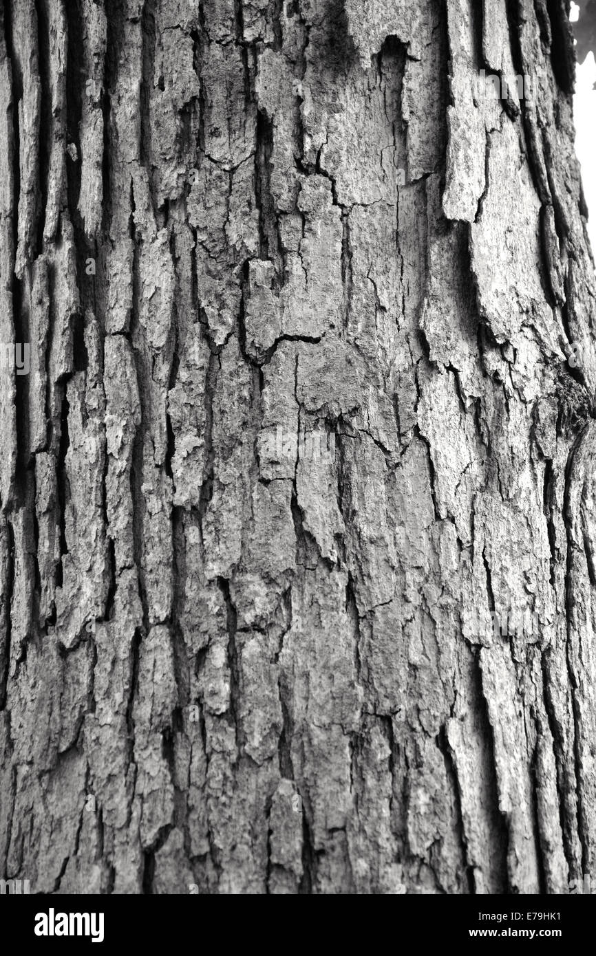Tree Bark The tree bark displays various shadows and textures Stock ...