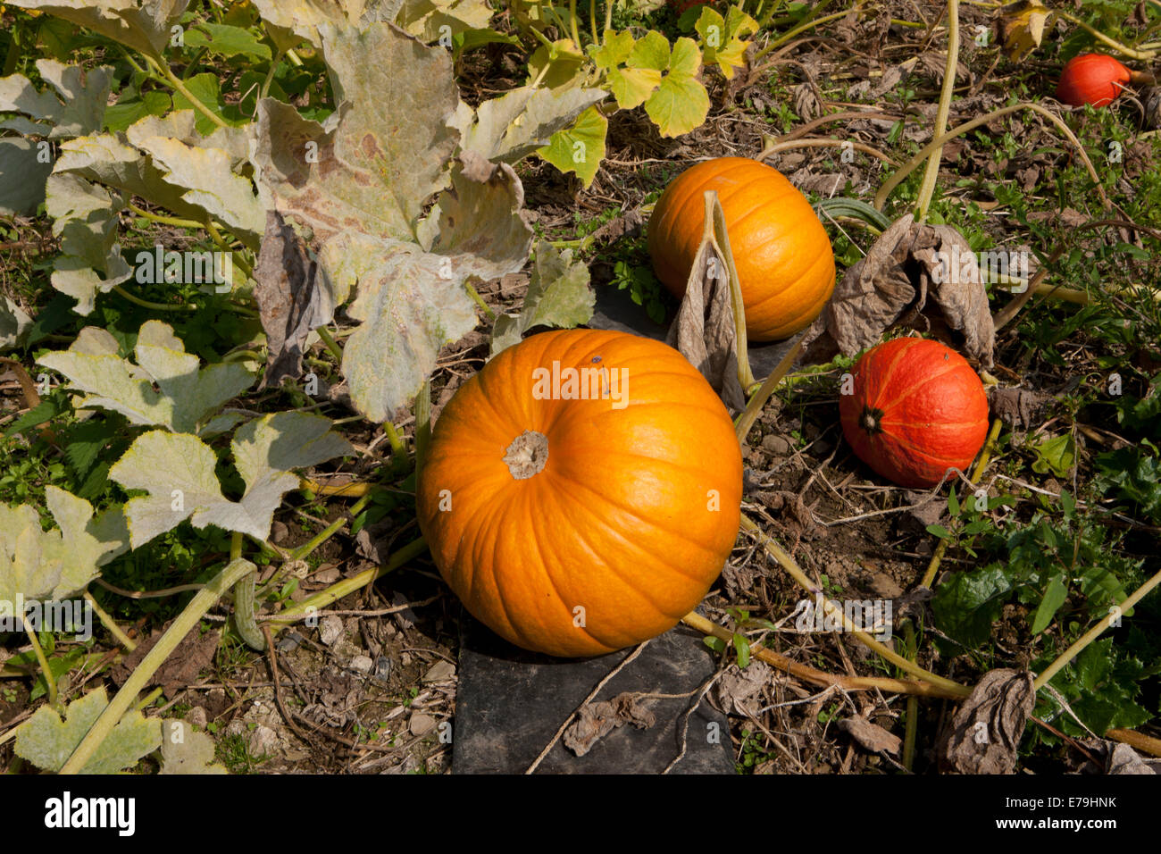 Sibley squash hi-res stock photography and images - Alamy