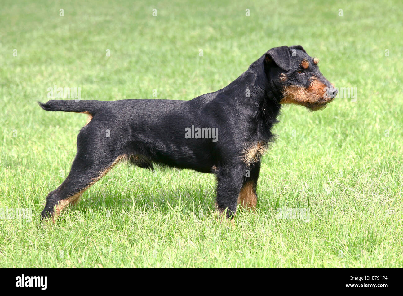 The portrait of German Hunting Terrier in the garden Stock Photo - Alamy