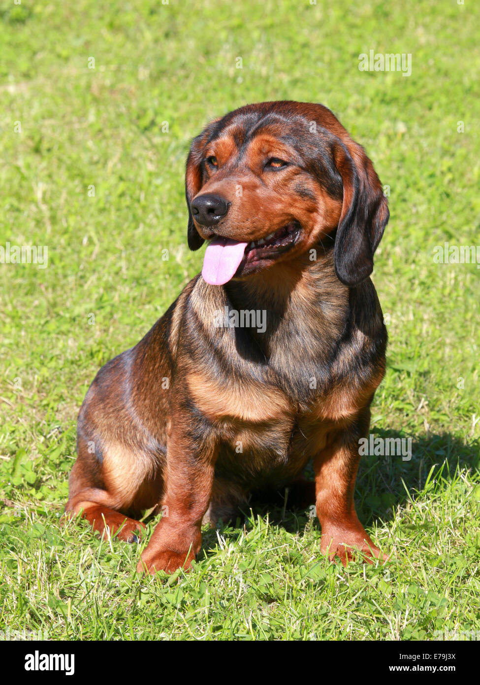 Portrait of an young Alpine Dachsbracke dog Stock Photo - Alamy