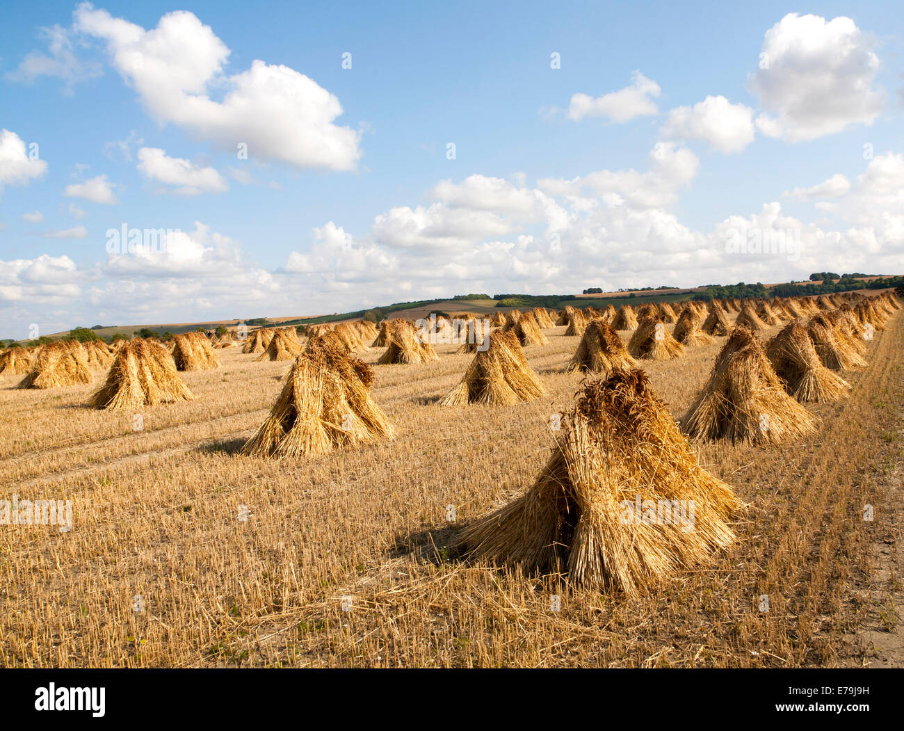 Sheaves Of Wheat Stock Photos & Sheaves Of Wheat Stock Images - Alamy