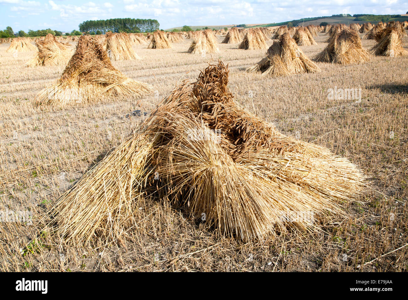 Stooks High Resolution Stock Photography and Images - Alamy