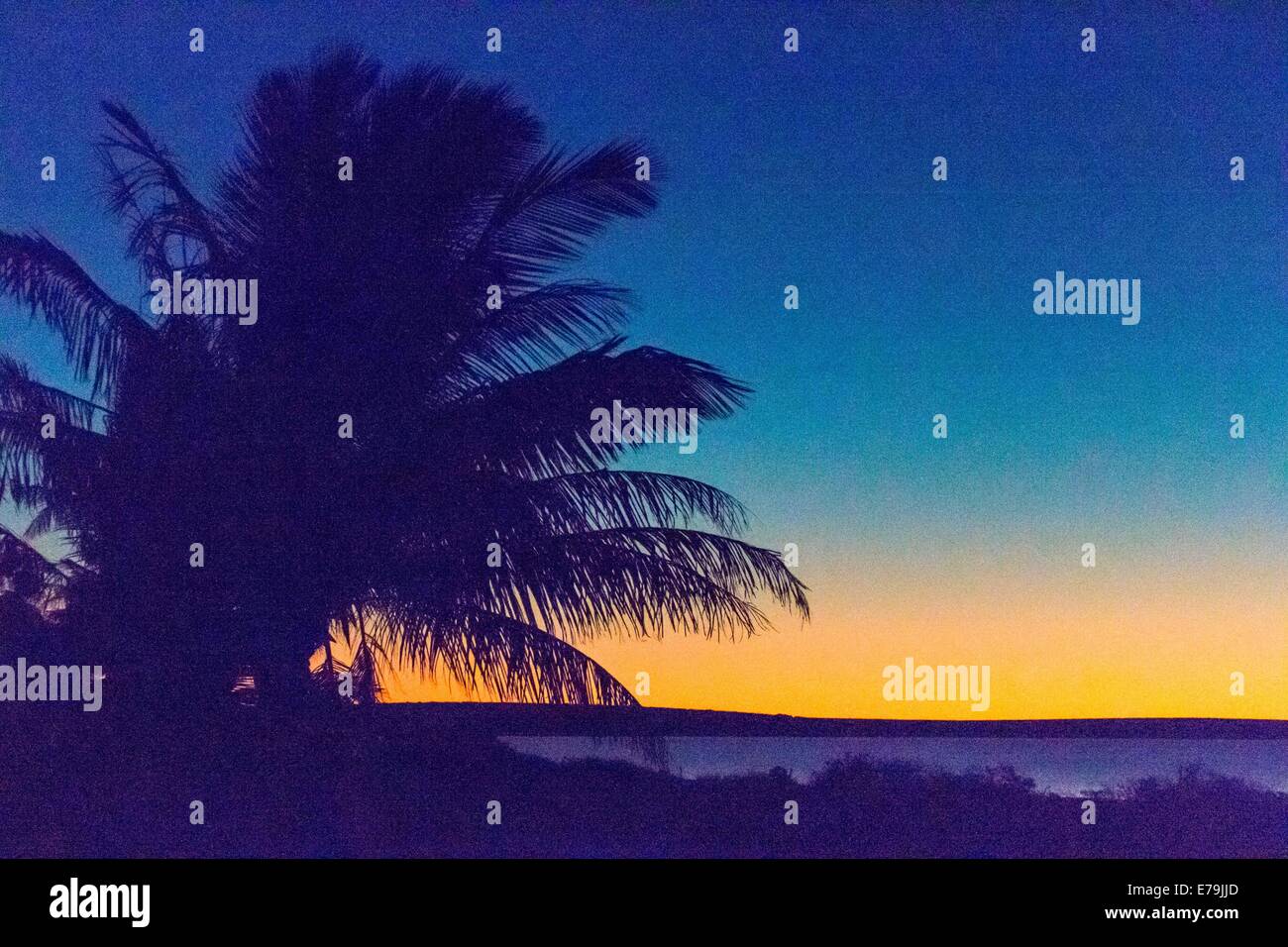 palm tree in dusk Stock Photo - Alamy