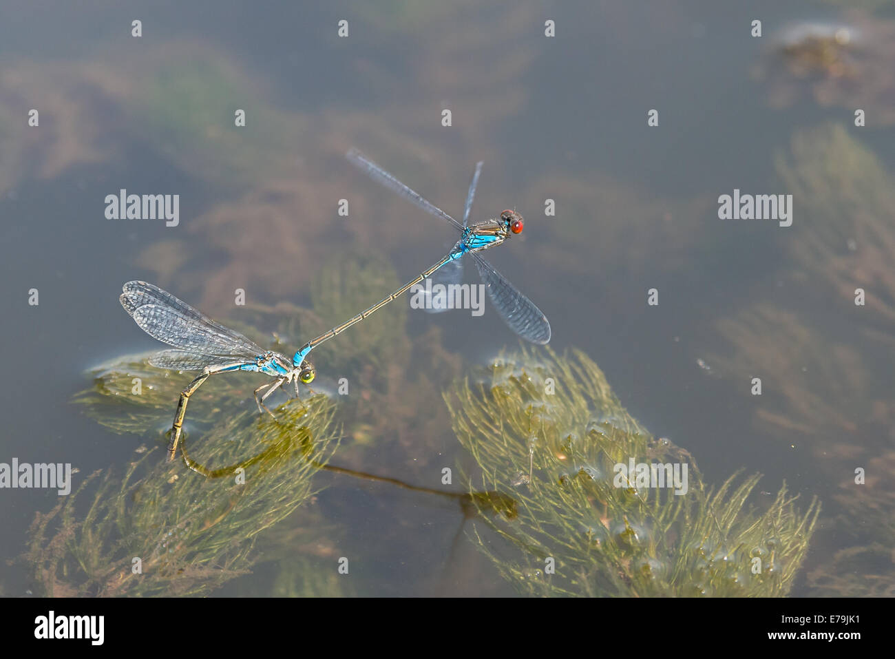 Insect reproduction hi-res stock photography and images - Alamy