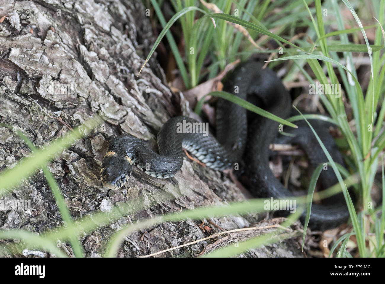 Black Snake at riverside on a tree Stock Photo - Alamy