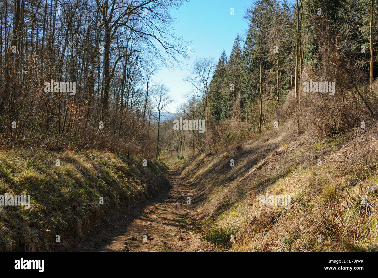 Lidcombe Wood between Stanton and Stanway in the Cotswolds ...