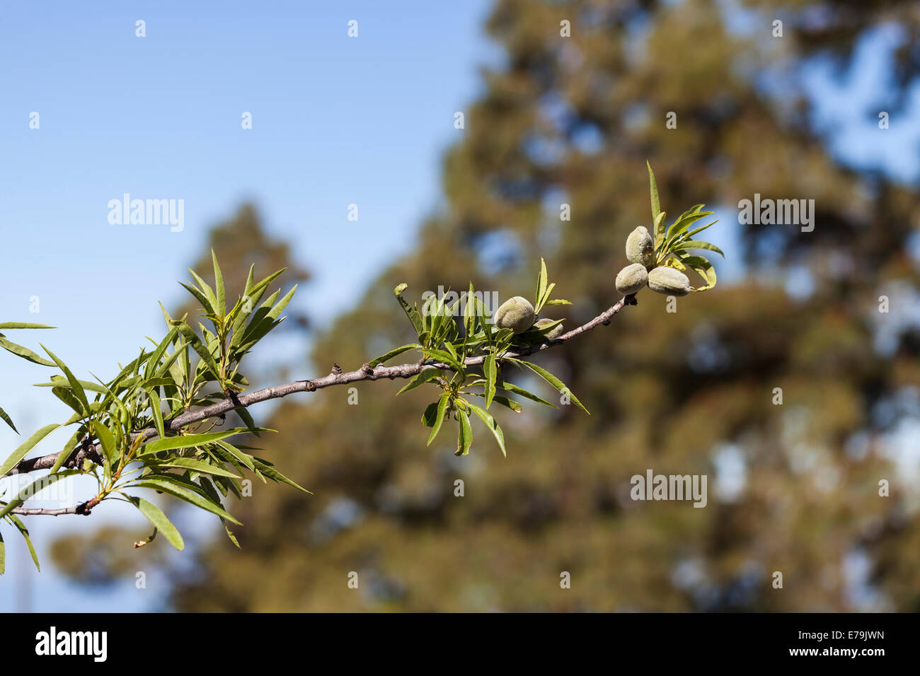 Prunus dulcis almond nuts growing in Tenerife, Canary Islands, Spain ...