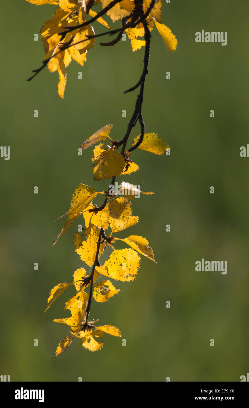 Leaves of birch betula sp hi-res stock photography and images - Alamy
