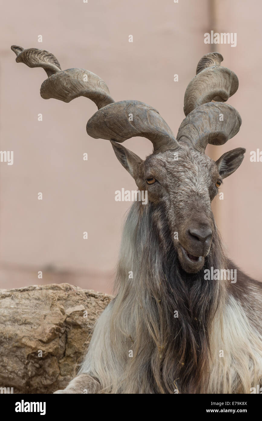 Big billygoat guard his zone in a zoo Stock Photo - Alamy