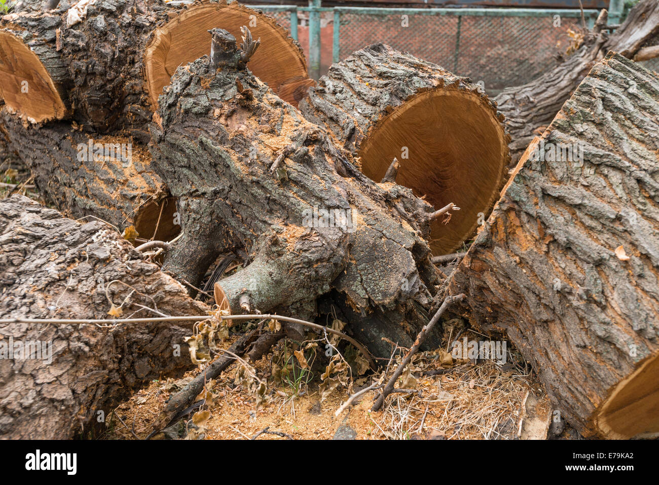 some tree cutted in a forest Stock Photo - Alamy