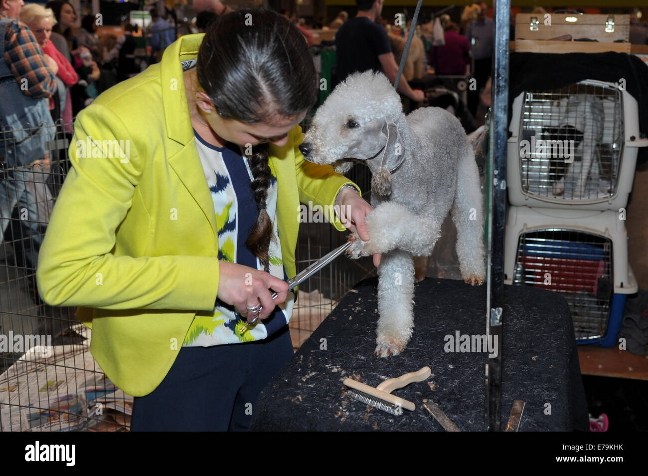 Crufts held at the National Exhibition Centre (NEC) - Day 2 Featuring ...