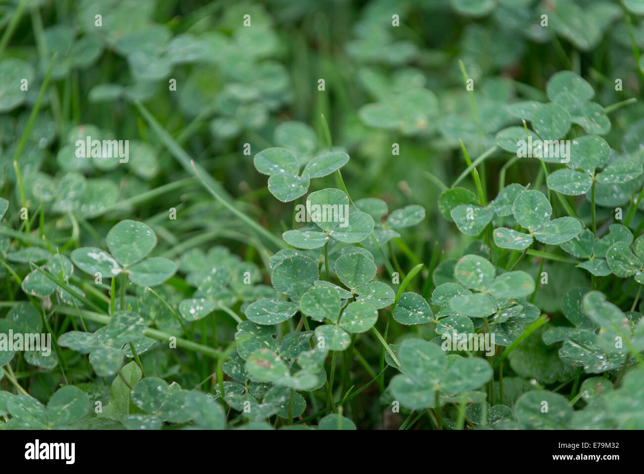 Shamrock hi-res stock photography and images - Alamy