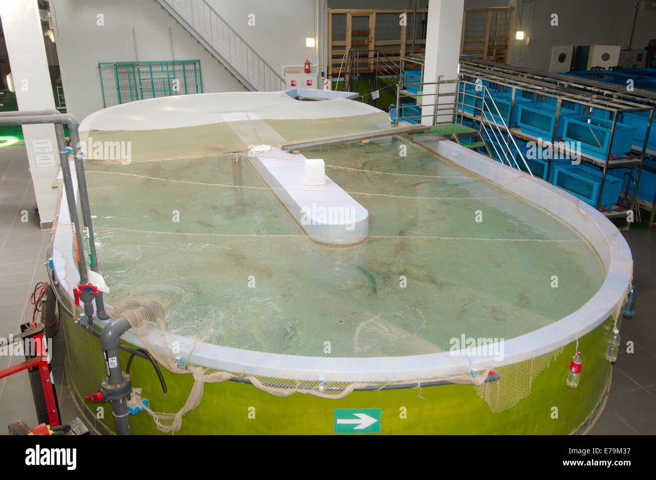 The pool at the aquarium, Vladivostok, Russky Island, Far East ...