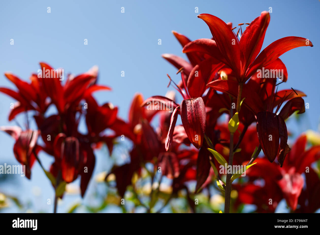 Lily red hi-res stock photography and images - Alamy