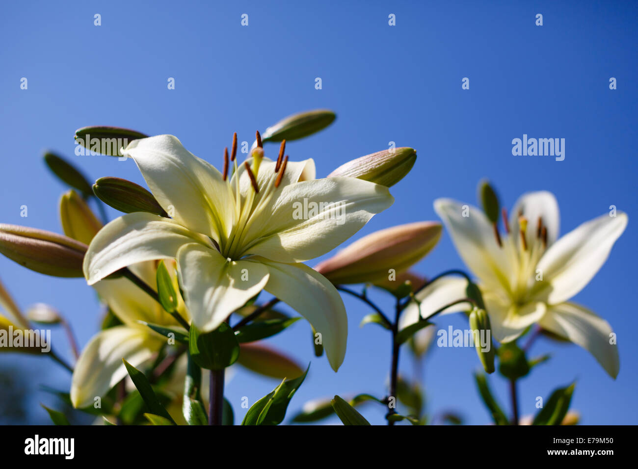 Field Of White Lilies