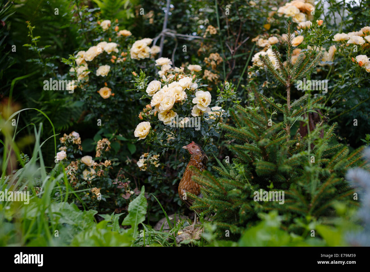 Bush chicken hi-res stock photography and images - Alamy