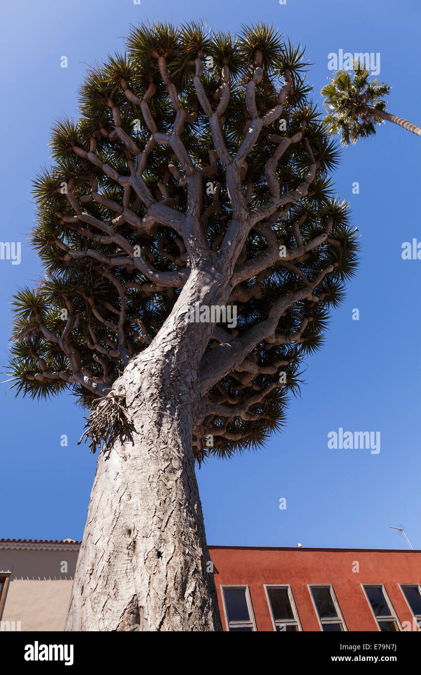 Draco palm hi-res stock photography and images - Alamy