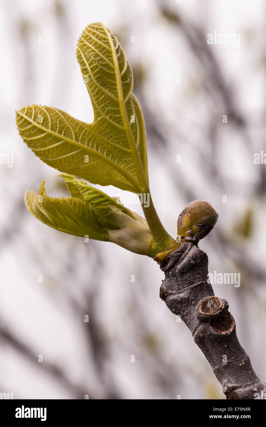 Bud fig tree hi-res stock photography and images - Alamy