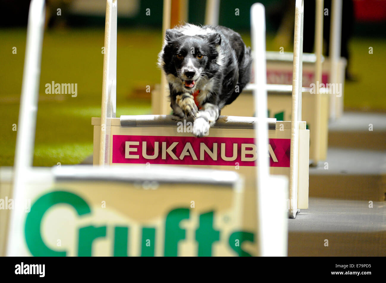 Crufts held at the National Exhibition Centre (NEC) - Day 3 Featuring ...