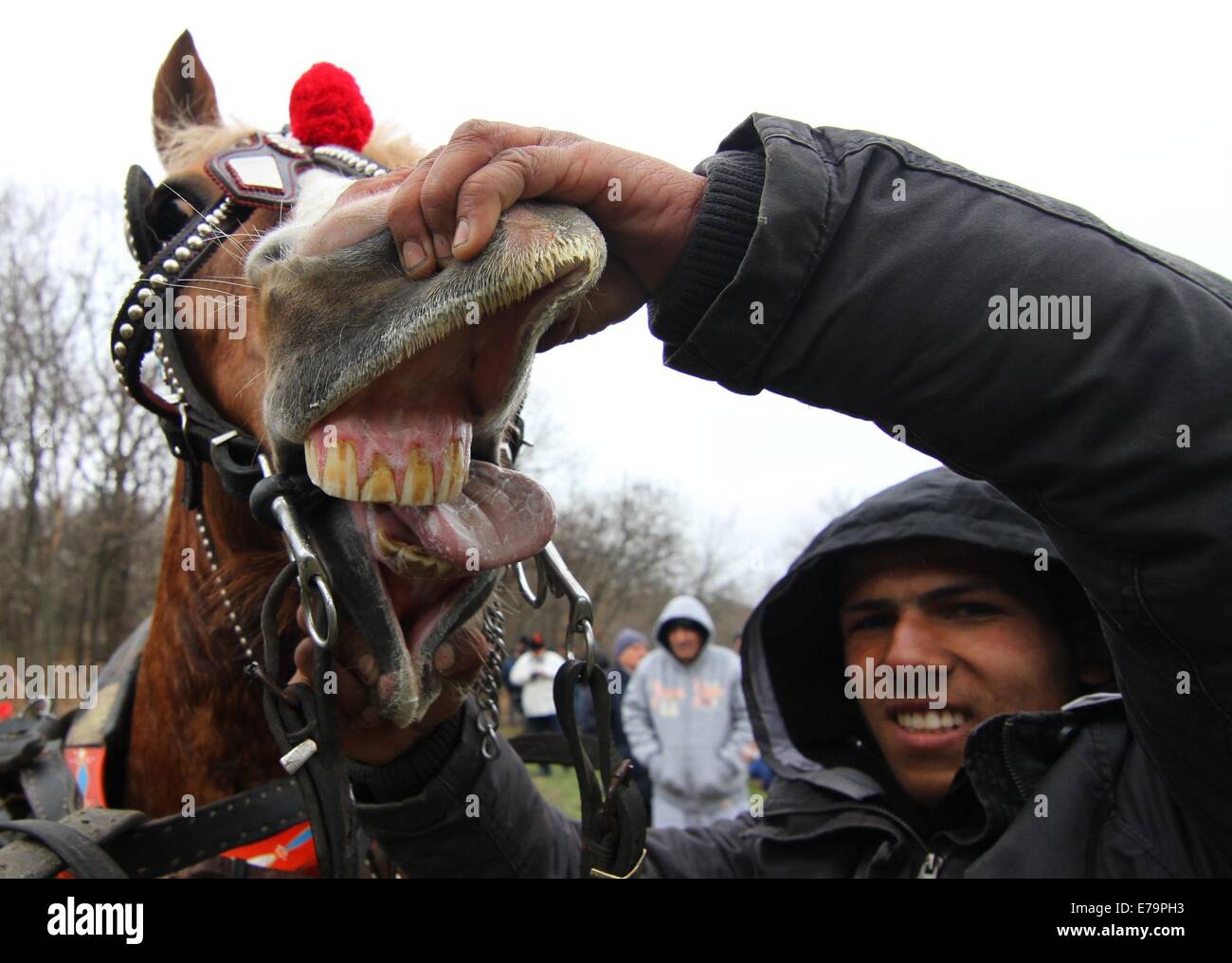 Bulgarians race with horse and cart during Todorov Den, also known as ...