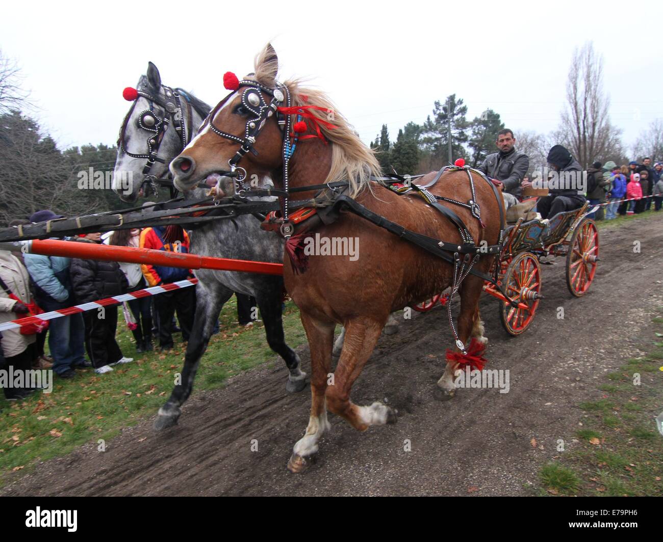 Bulgarians race with horse and cart during Todorov Den, also known as ...