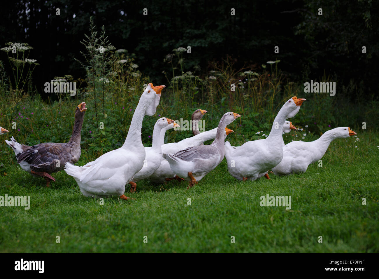 Flock of goose Stock Photo - Alamy