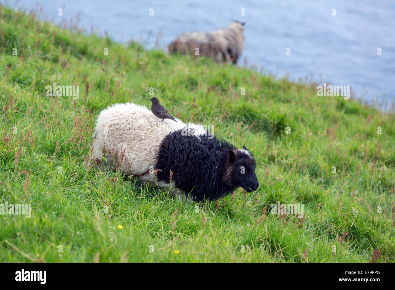 Bird and sheep hi-res stock photography and images - Alamy