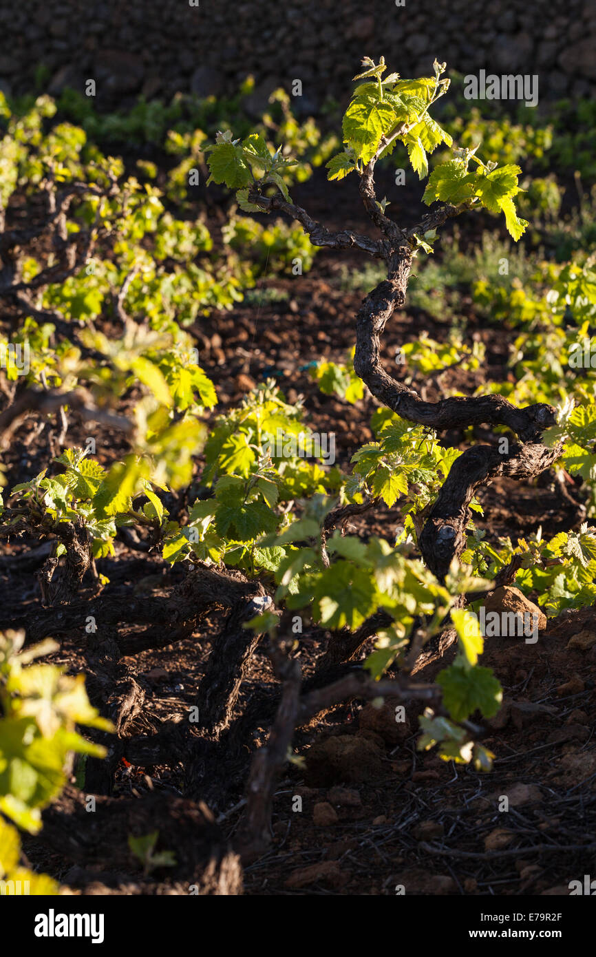 Vines of the Listan blanco variety growing in Valle Arriba, Tenerife ...