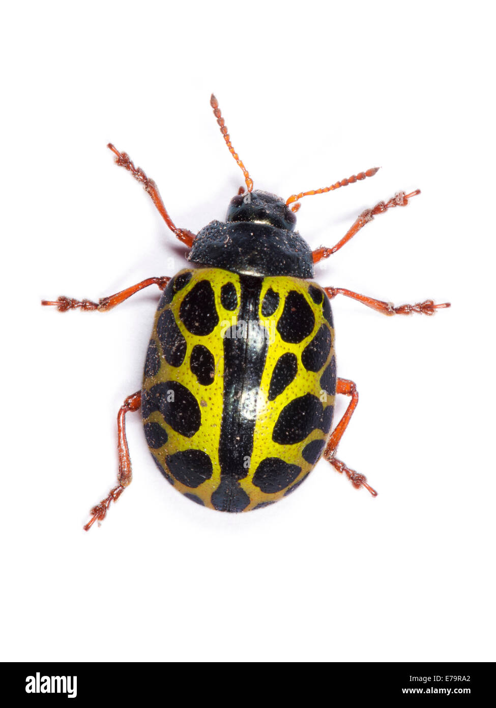 Ladybird ladybug beetle High Resolution Stock Photography and Images ...