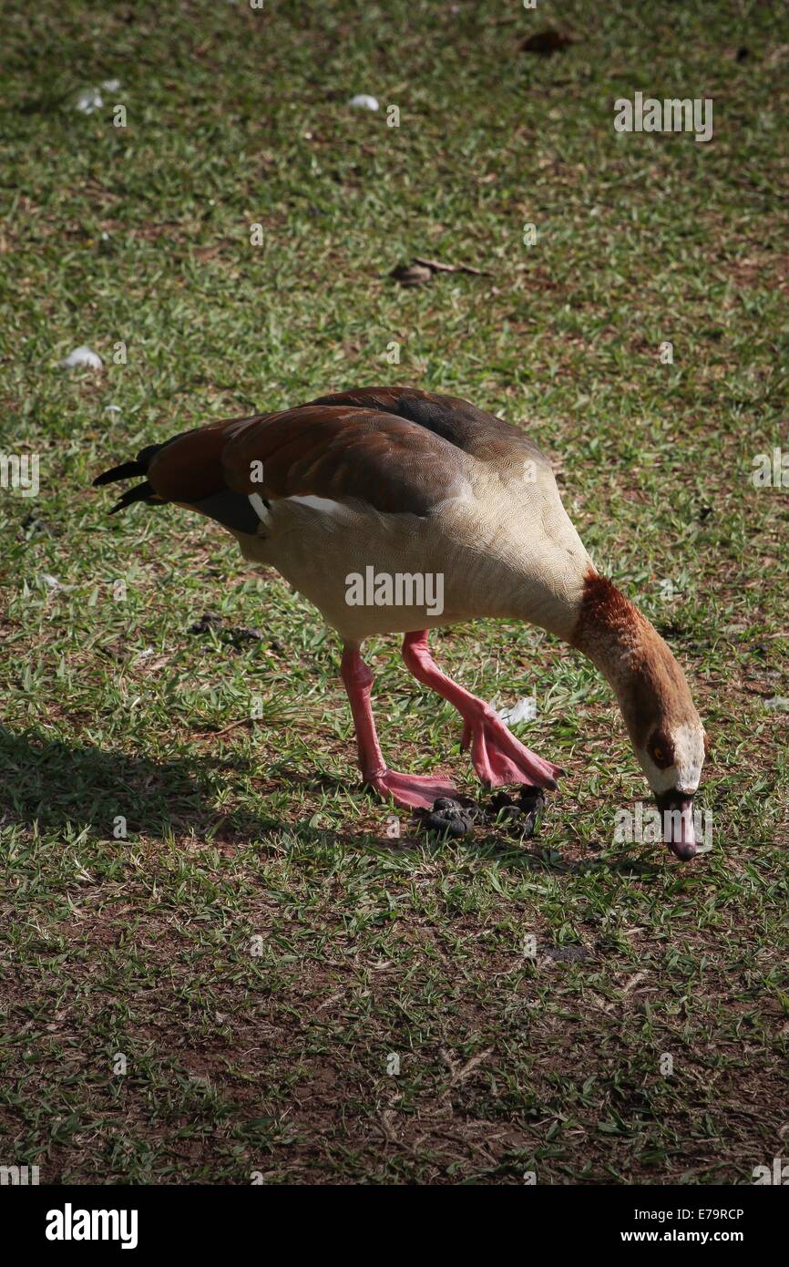 Pale face duck - Brown duck with pale face banding Stock Photo - Alamy