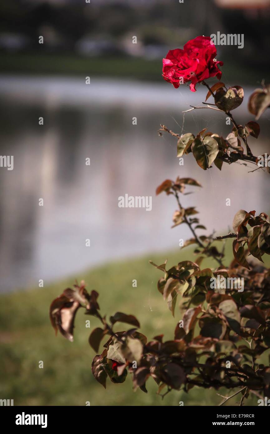 Lakeside flower hi-res stock photography and images - Alamy