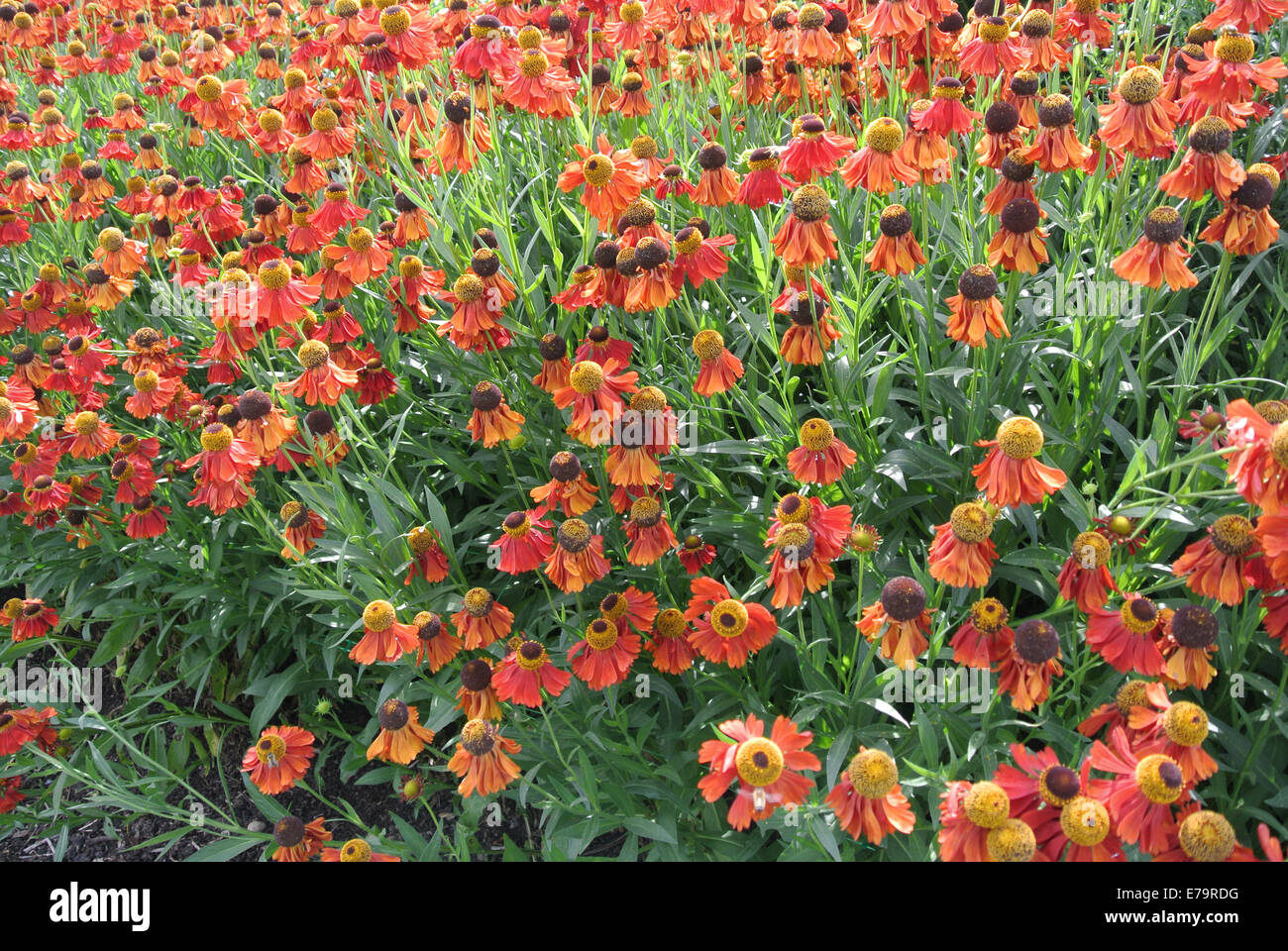 Heleniums border hi-res stock photography and images - Alamy