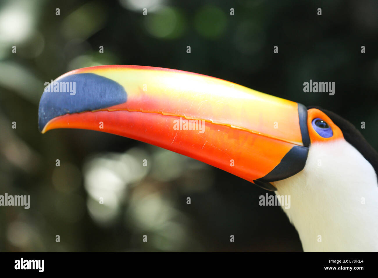 Toucan profile - Side view of a toucan sitting on a branch Stock Photo ...