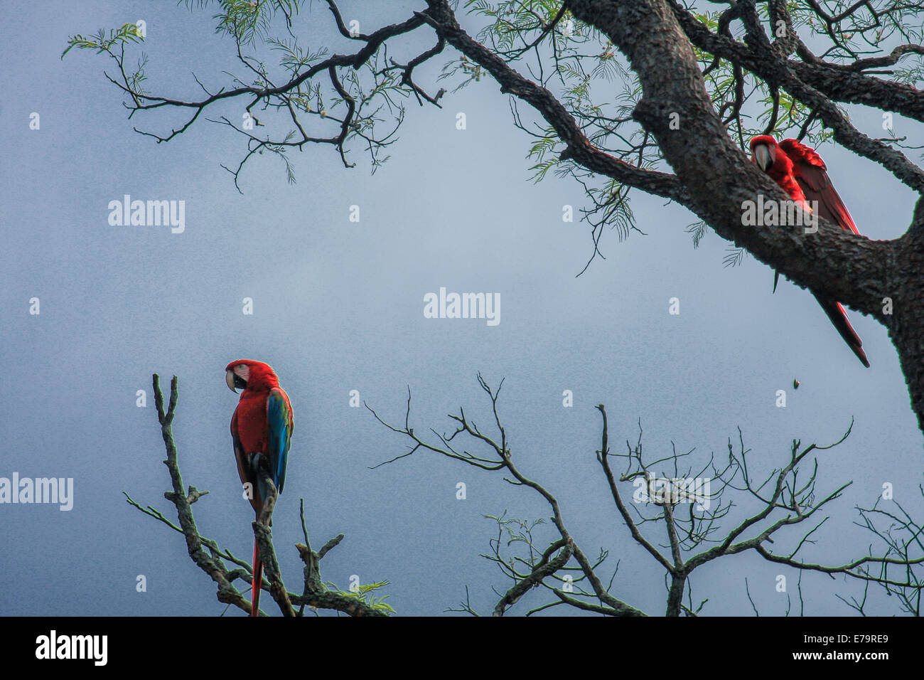 Scarlet macaw in tree hi-res stock photography and images - Alamy