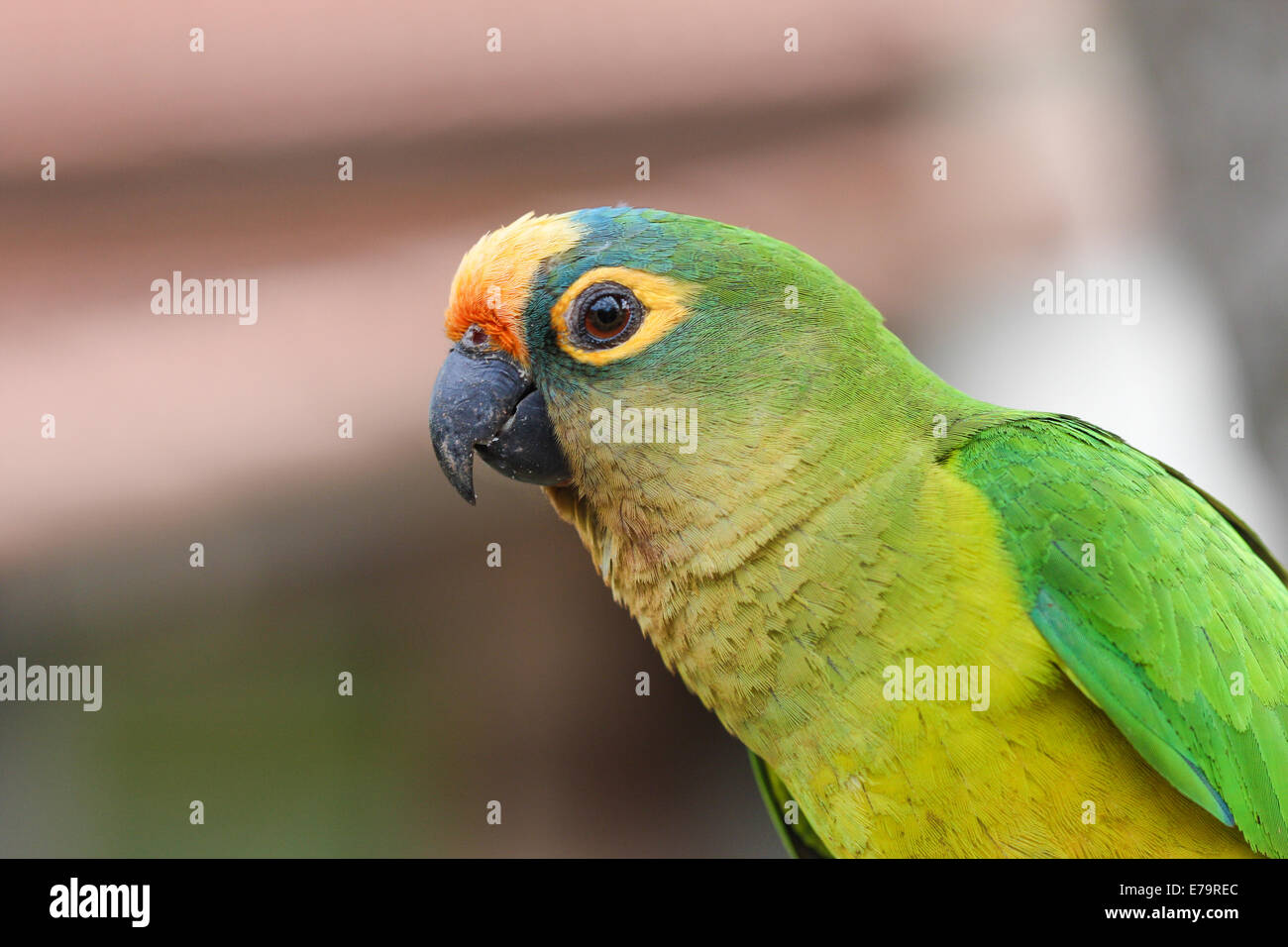 Small green parrot - Side view of a small green parrot Stock Photo - Alamy